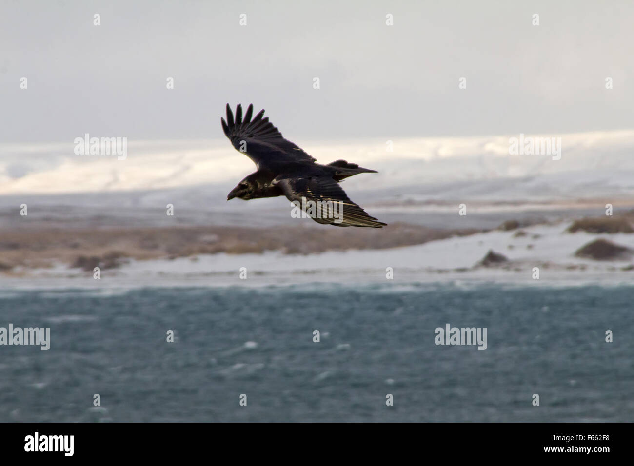 Raven in flight over ocean ( Commander Islands Stock Photo - Alamy