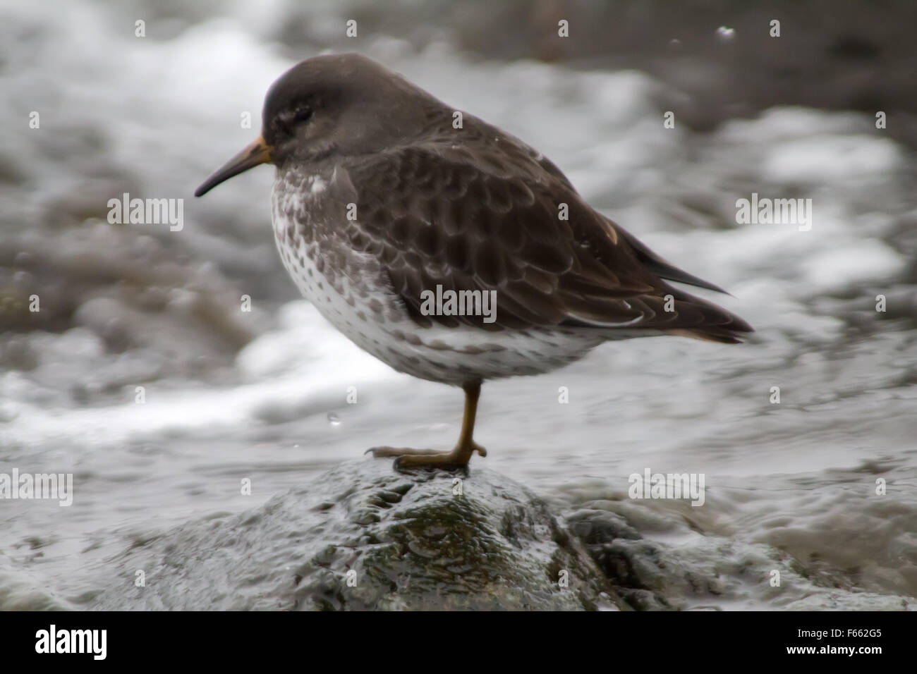 Calidris ptilocnemis qutra. ( Commander Islands Stock Photo - Alamy