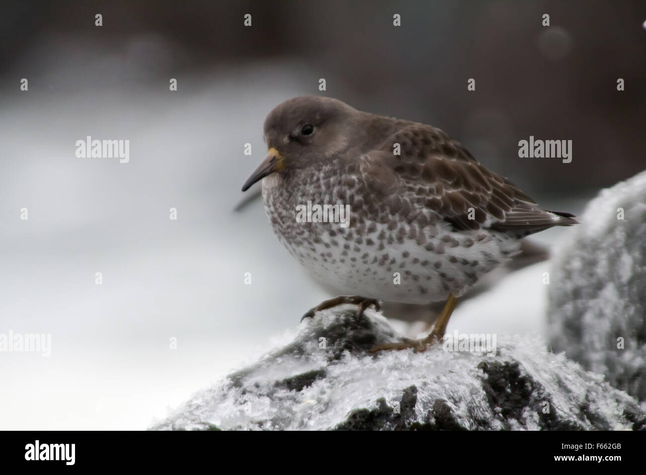 Calidris ptilocnemis qutra. ( Commander Islands Stock Photo - Alamy