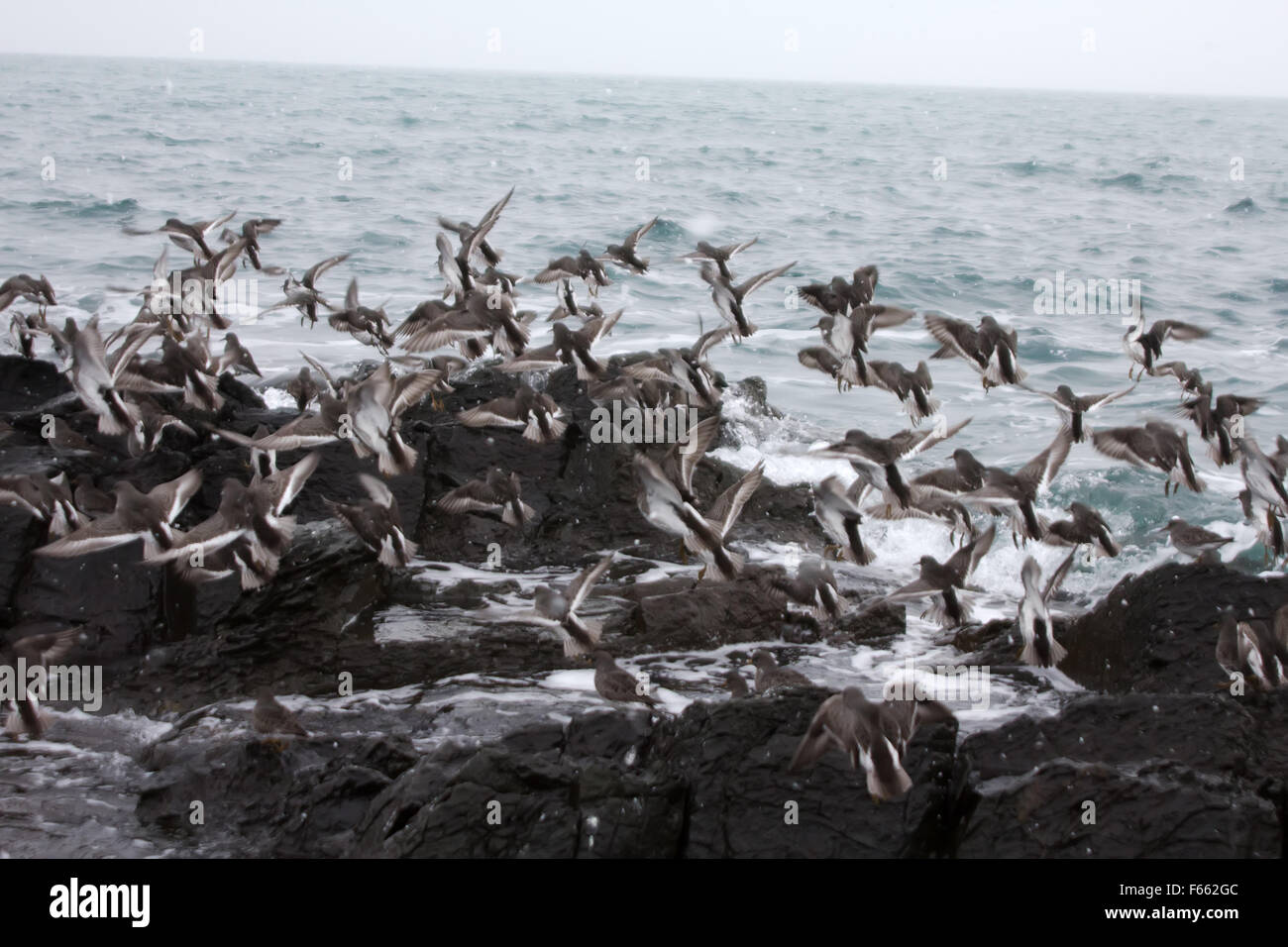 Calidris ptilocnemis qutra. Flight. ( Commander Islands Stock Photo - Alamy