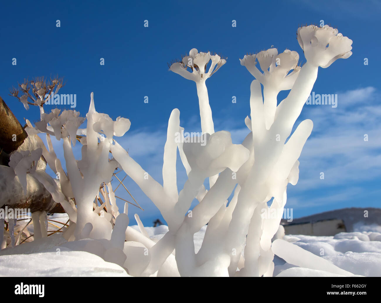 Commander grow hi-res stock photography and images - Alamy