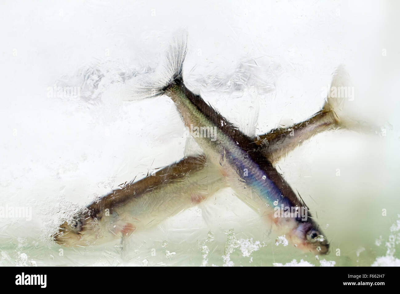 winter underwater shootings of the Baltic smelt (Osmerus eperlanus ...