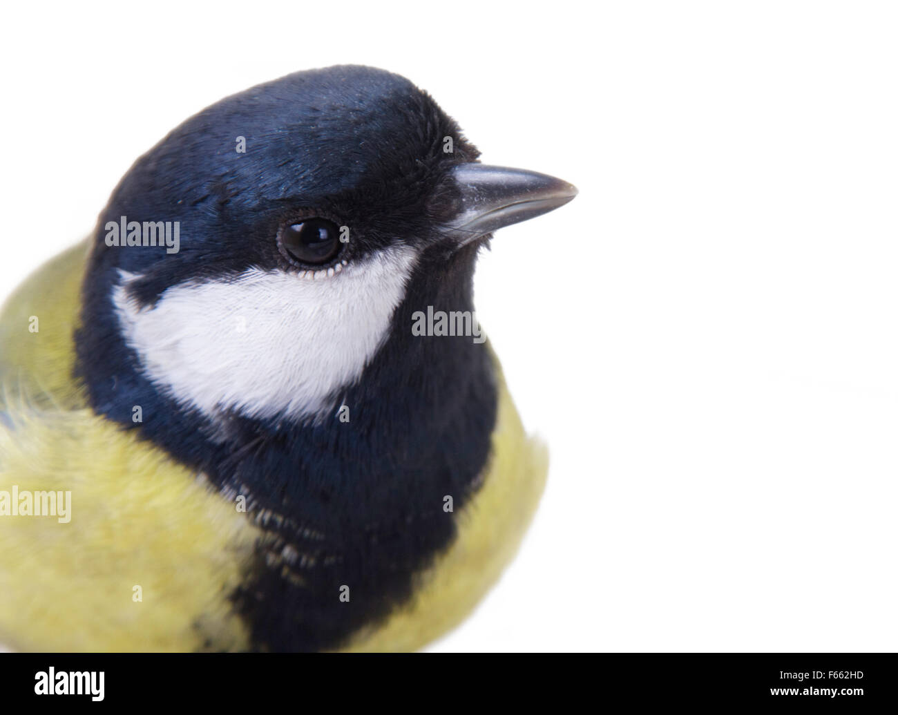 The great titmouse on a white background close up Stock Photo - Alamy