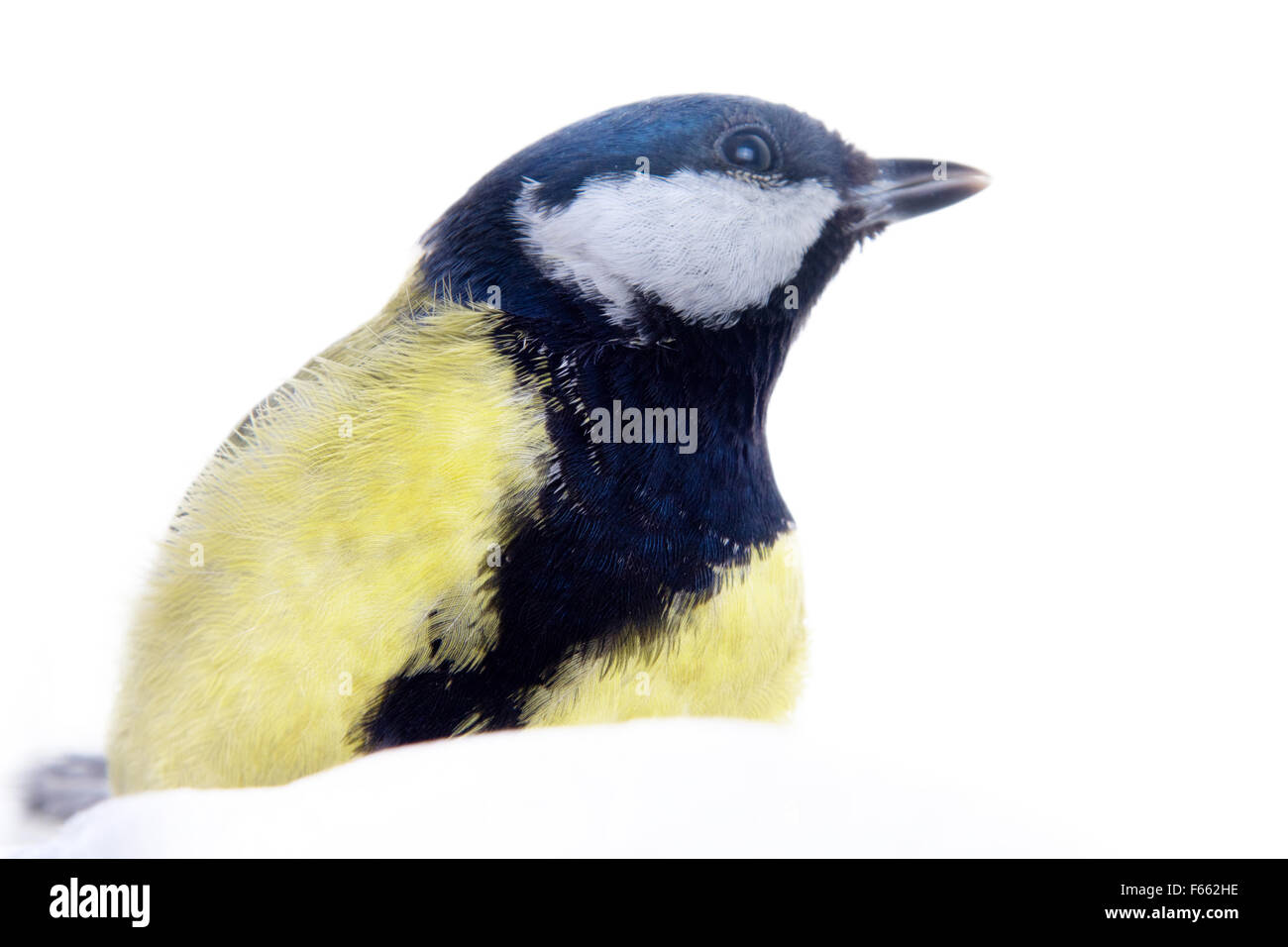 The great titmouse on a white background close up Stock Photo - Alamy