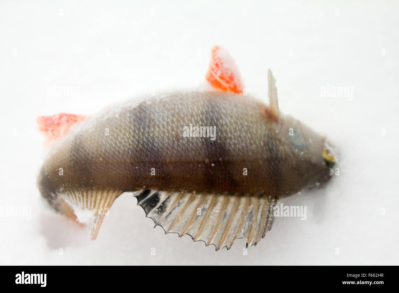 The caught fishes on a ice spinner fishing Stock Photo - Alamy