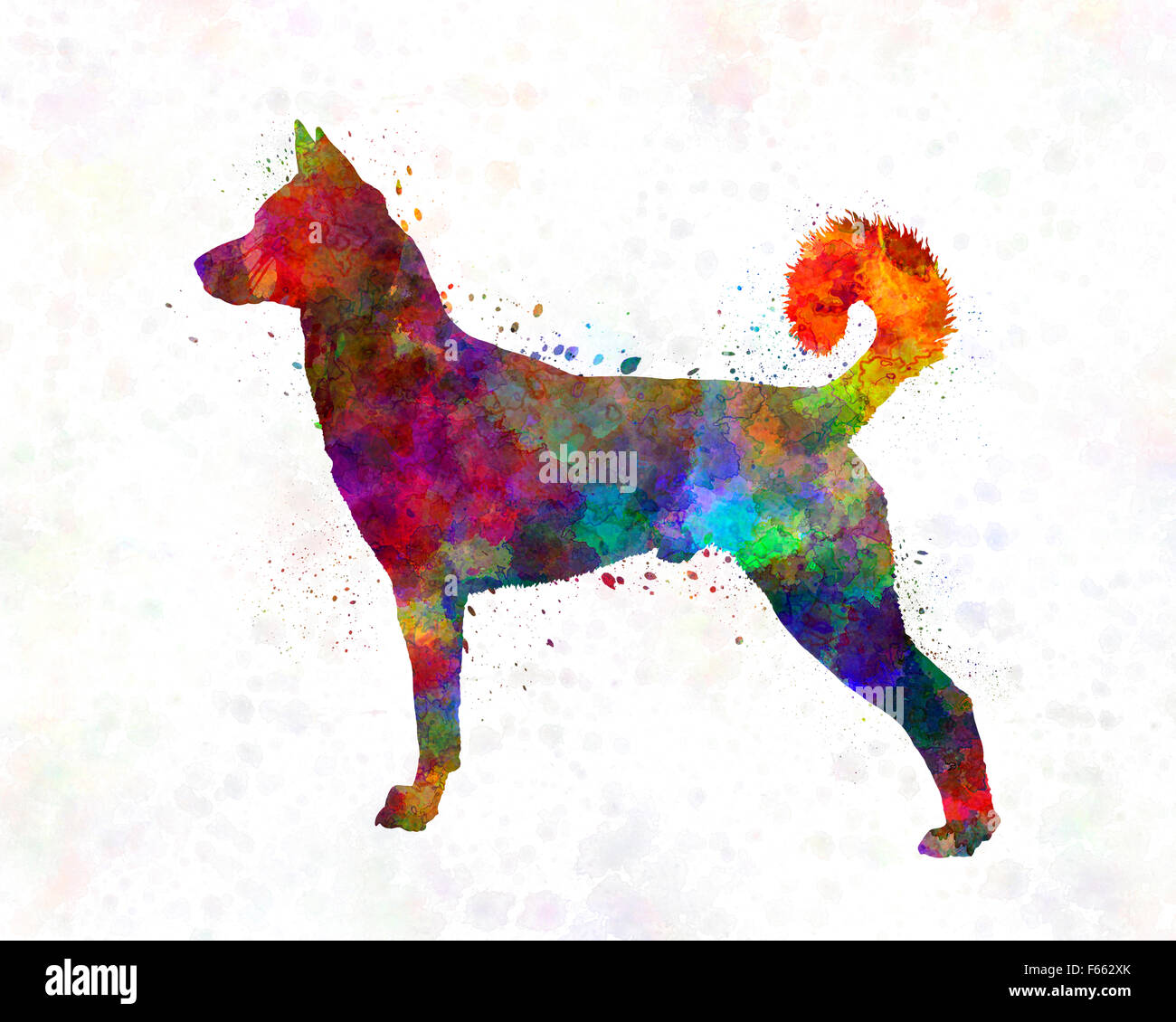 Canaan dog hi-res stock photography and images - Alamy