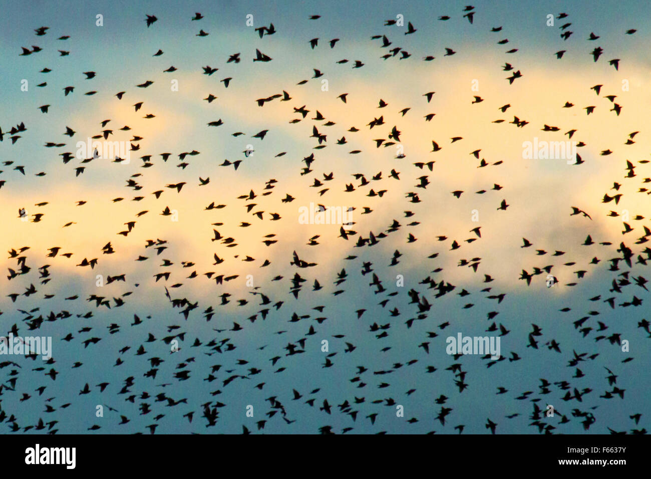 flock fly animal starling flight swarm bird dusk murmuration blackpool ...