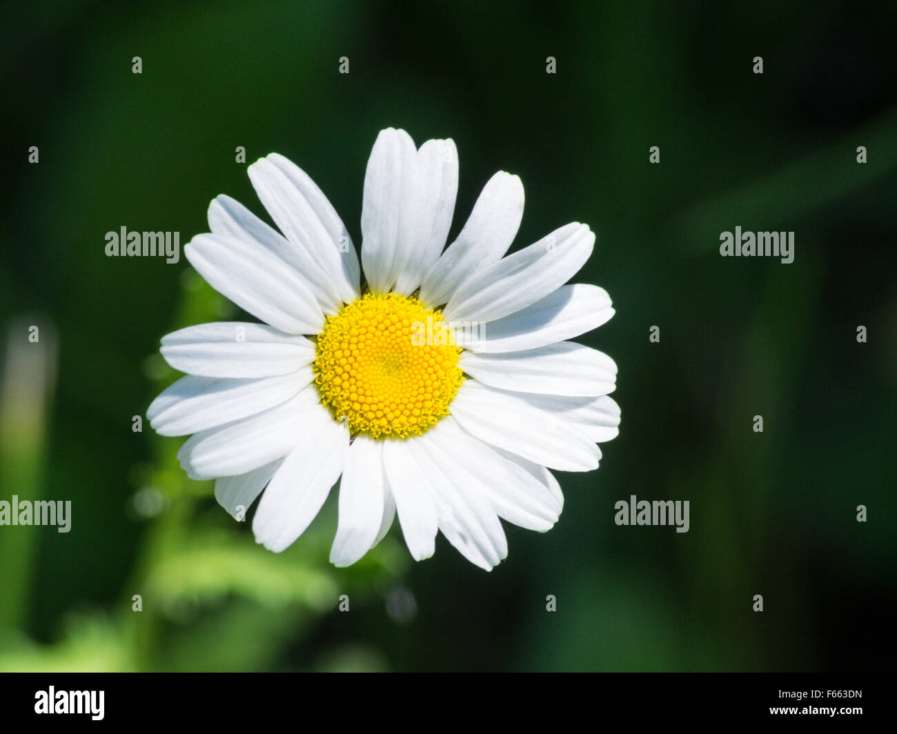 Daisy flower in bloom Stock Photo - Alamy