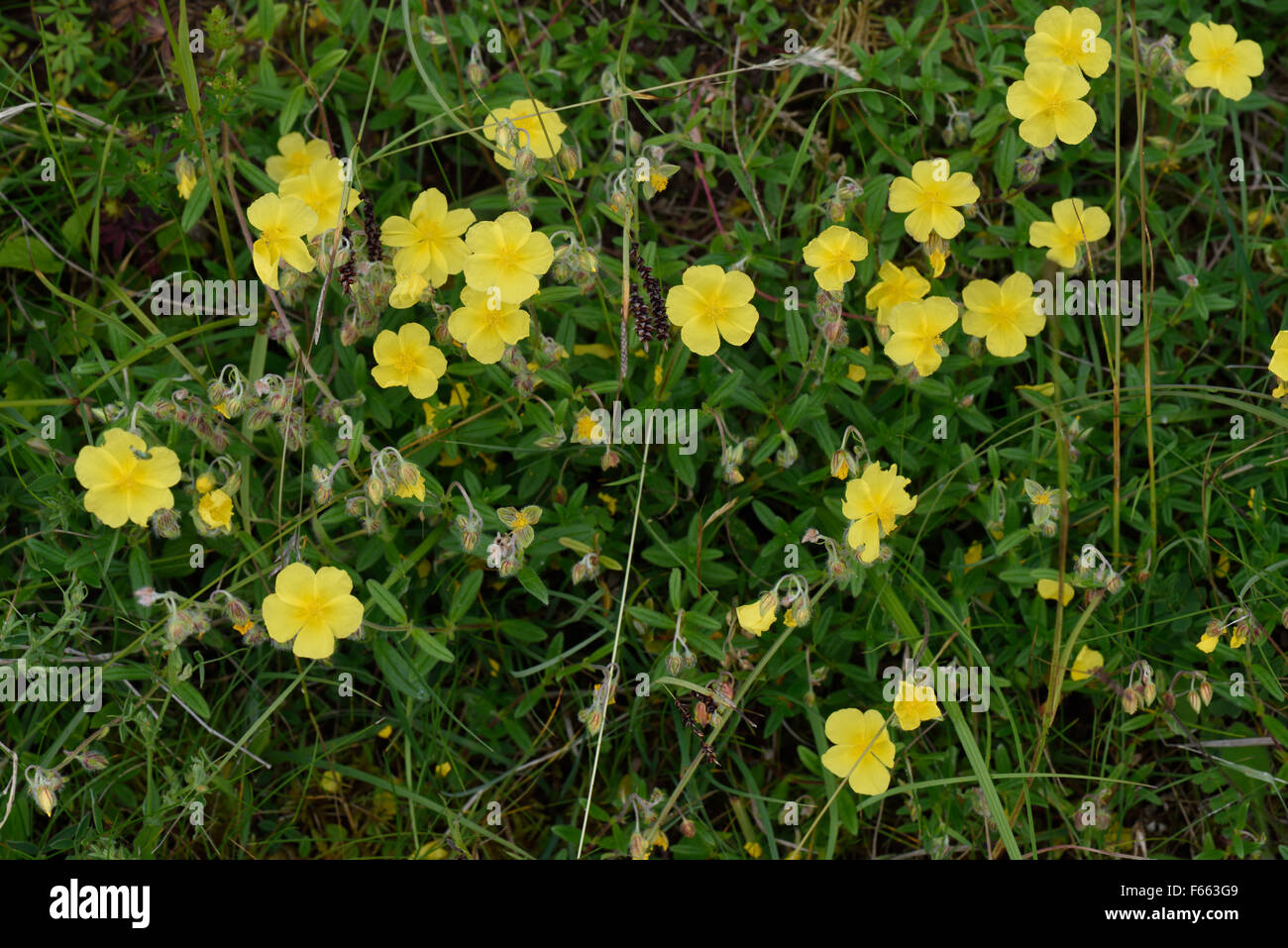 Yellow rock rose hi-res stock photography and images - Alamy