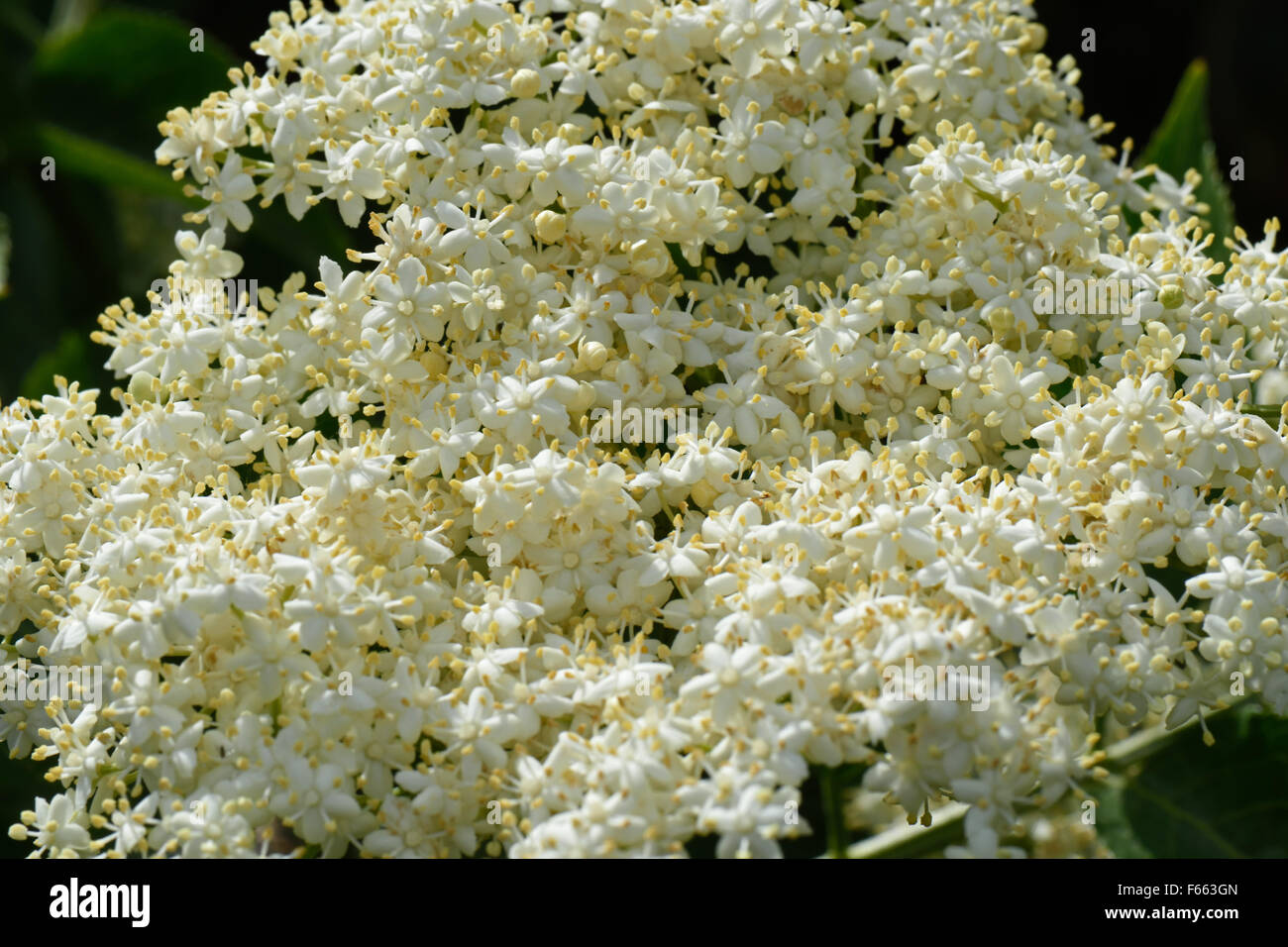 White flowers of and elder tree, Sambucus nigra, Berkshire, June Stock ...