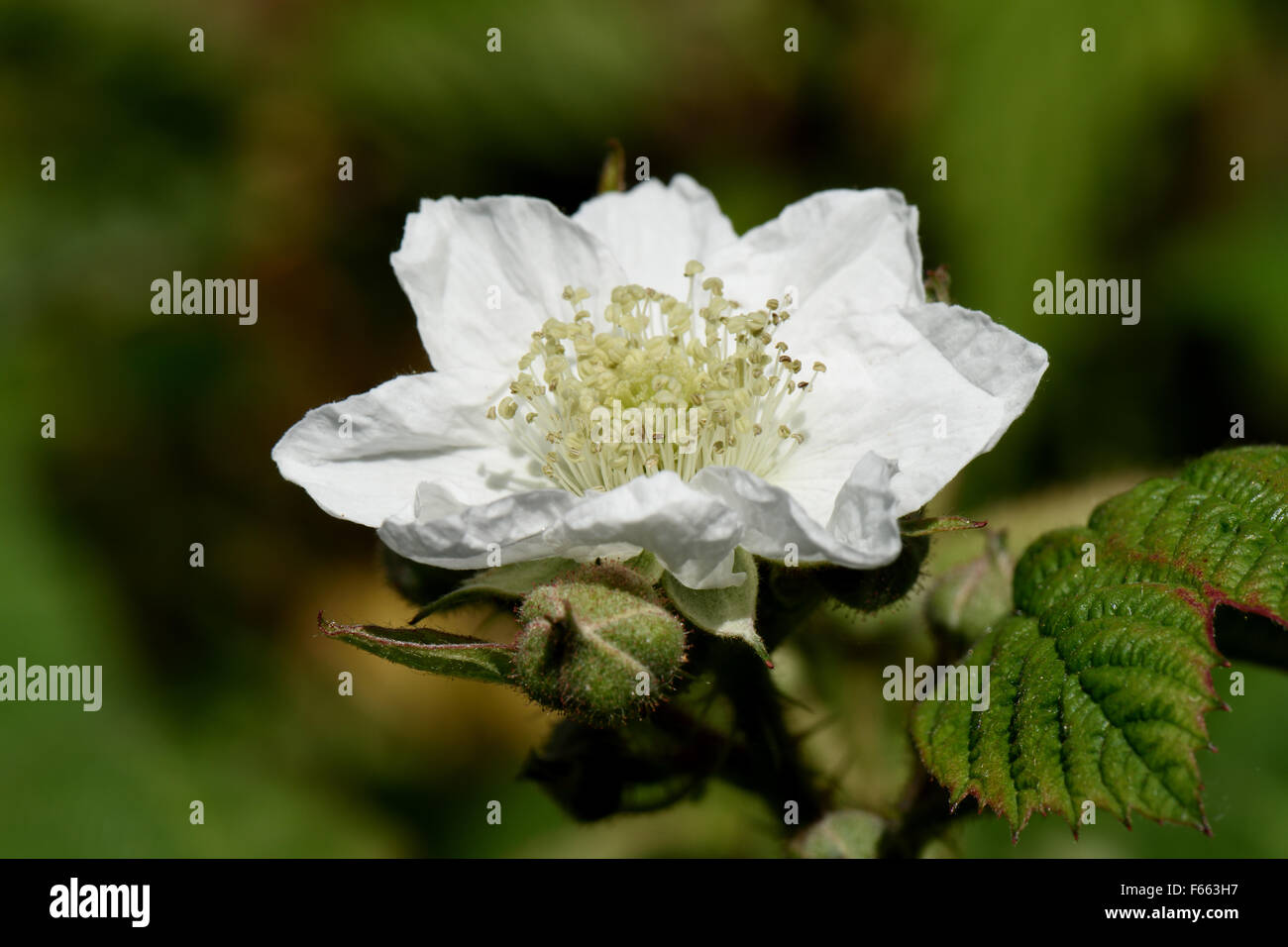 White flower of a blackberry or bramble, Rubus fruticosus, plant ...