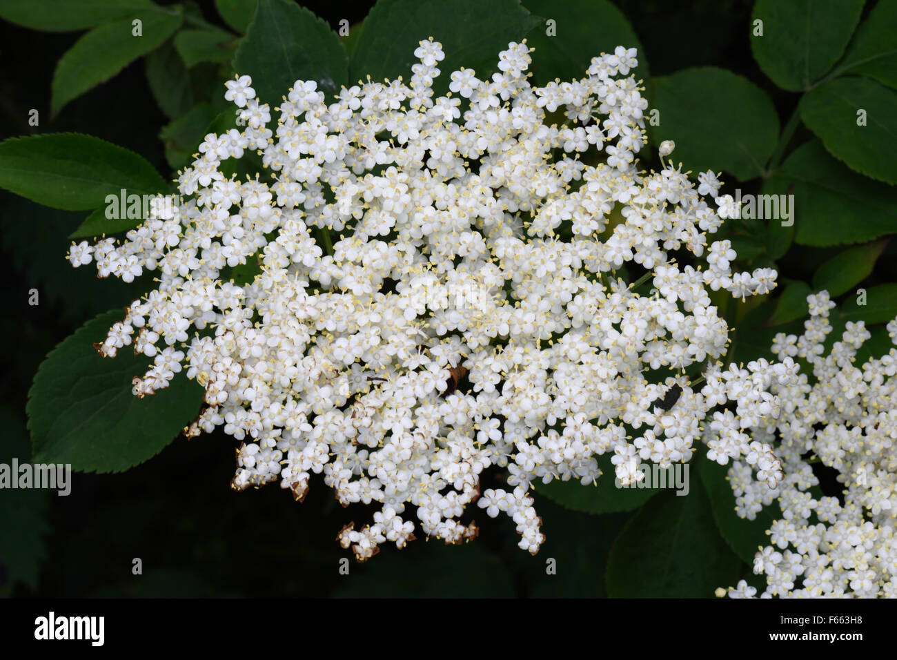 Sambucus nigra england hi-res stock photography and images - Alamy
