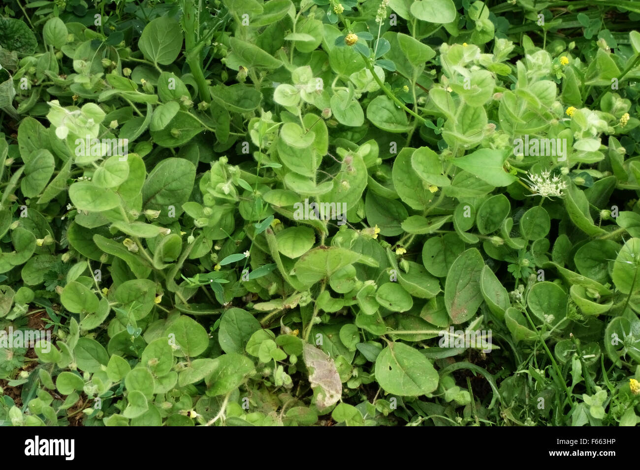 Round-leaved fluellen, Kickxia spuria, flowering prostrate plant ...