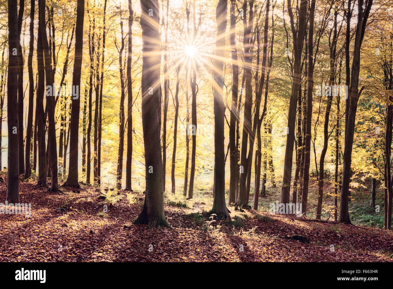 Autumn color palette hi-res stock photography and images - Alamy