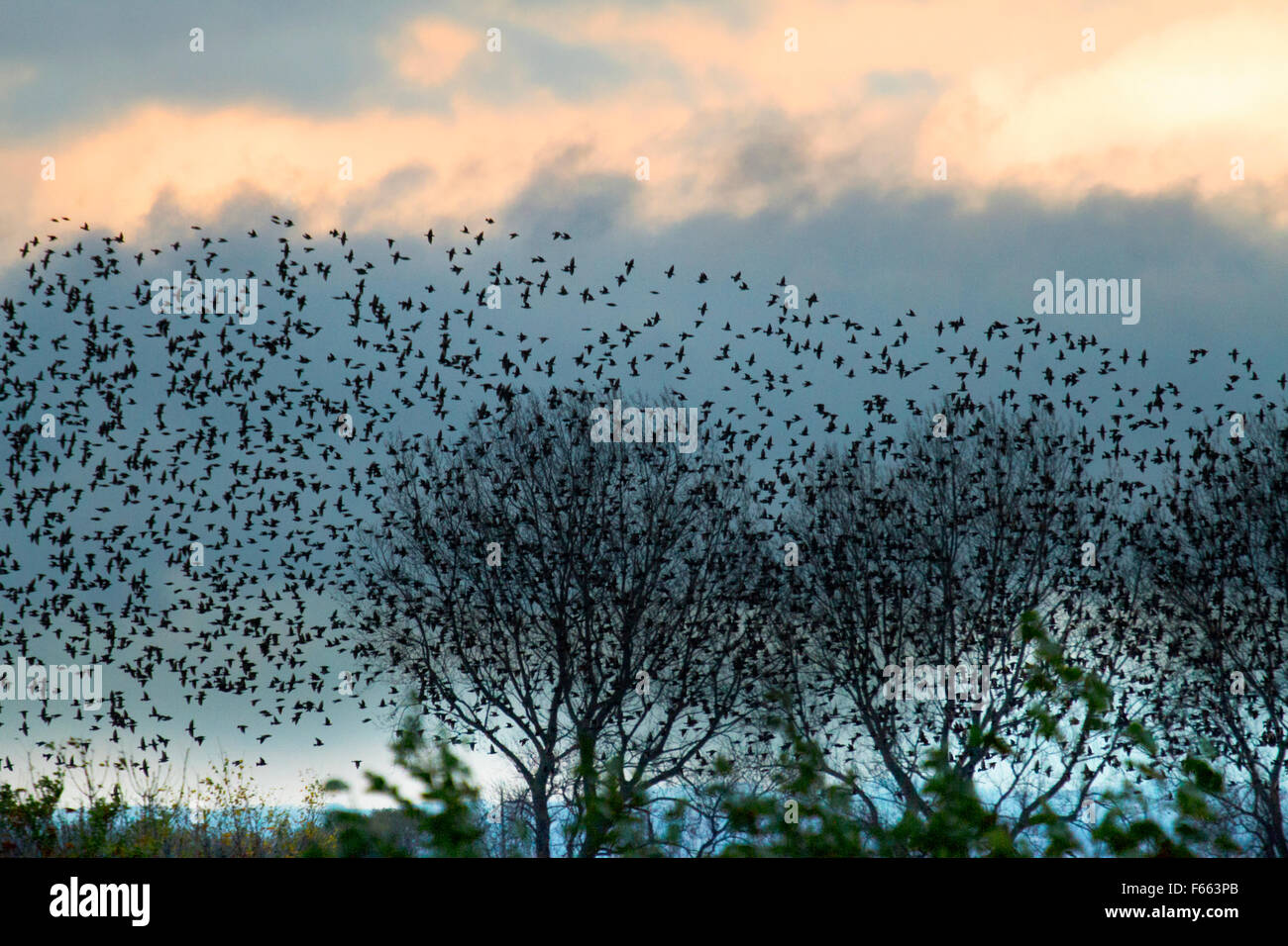 flock fly animal starling flight swarm bird dusk murmuration blackpool ...