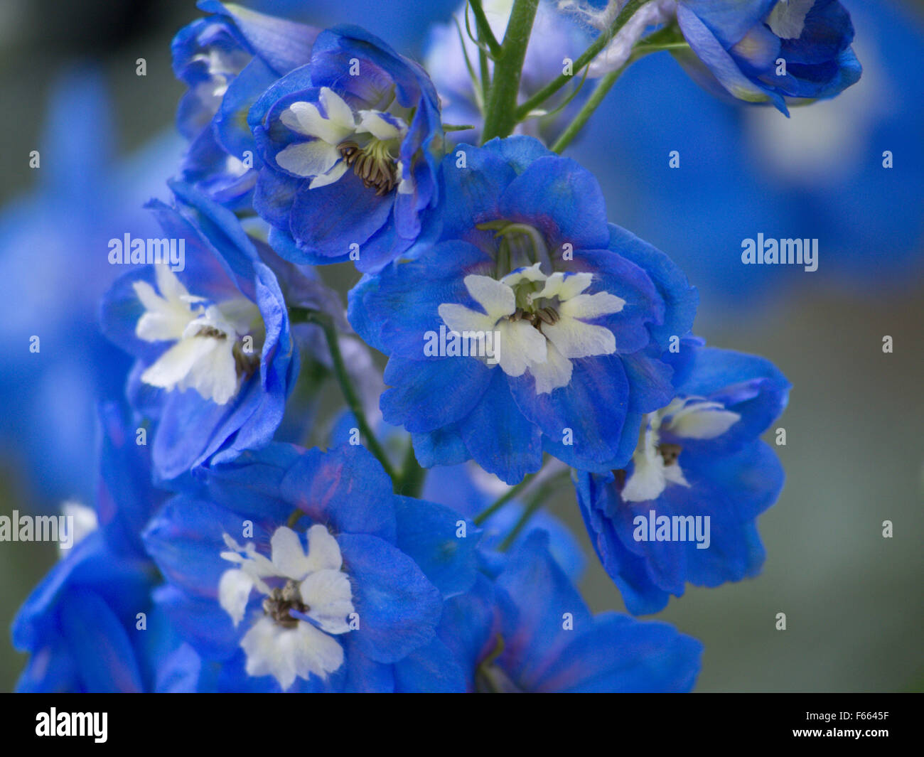 Larskpur flower in bloom Stock Photo - Alamy