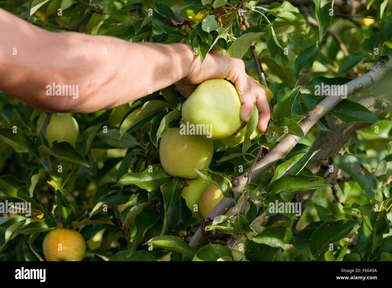apple picking on tree Stock Photo - Alamy