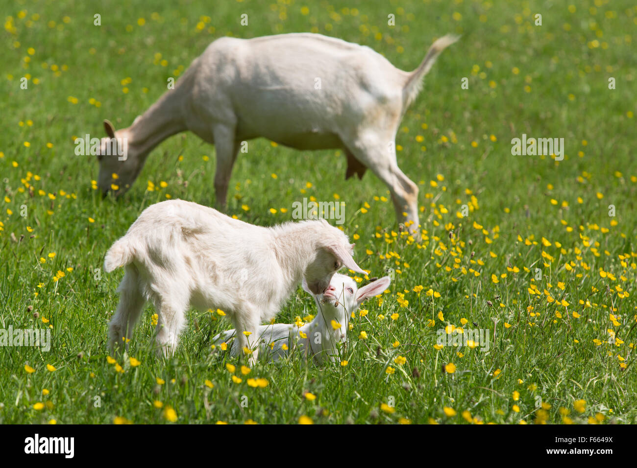 kid goats who play on grassland Stock Photo - Alamy