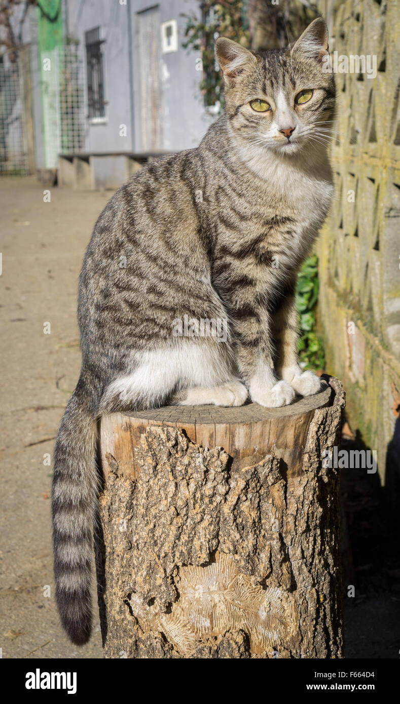Cat over log, front view Stock Photo - Alamy