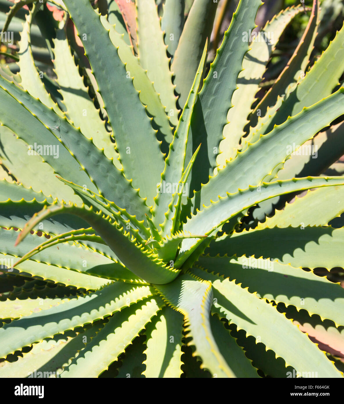 Big aloe in the botanical garden, Portugal, Madeira Stock Photo - Alamy