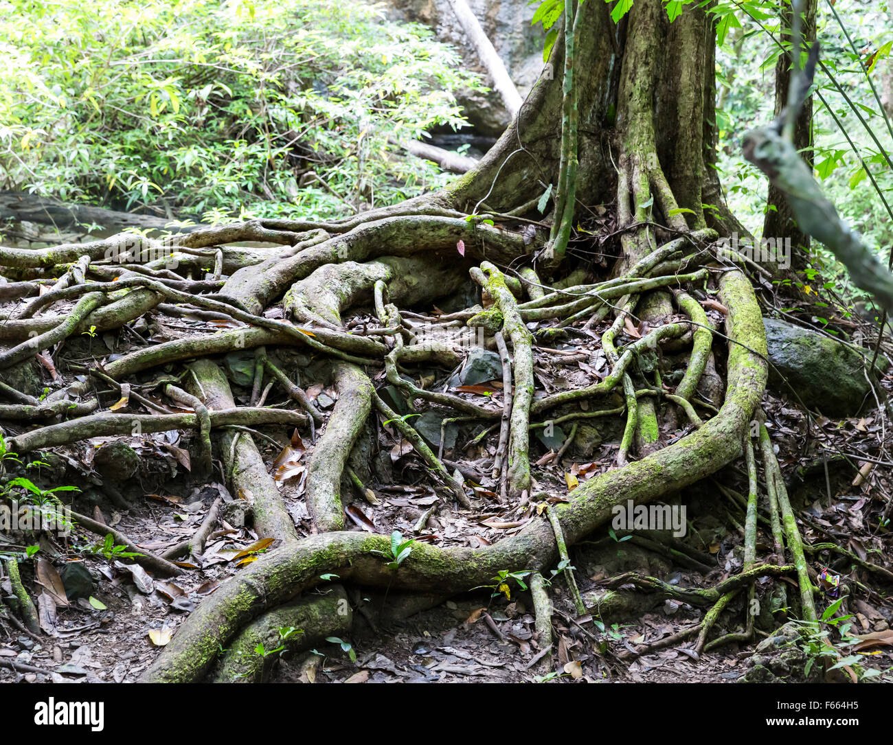 Tropical tree roots in the wild Stock Photo - Alamy
