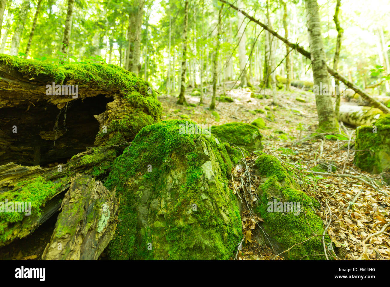 Montenegro spring landscape hi-res stock photography and images - Alamy