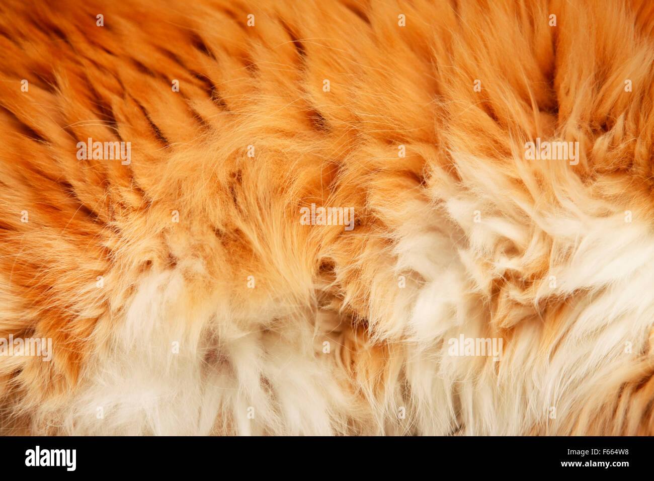 fluffy fur ginger cat close up Stock Photo - Alamy