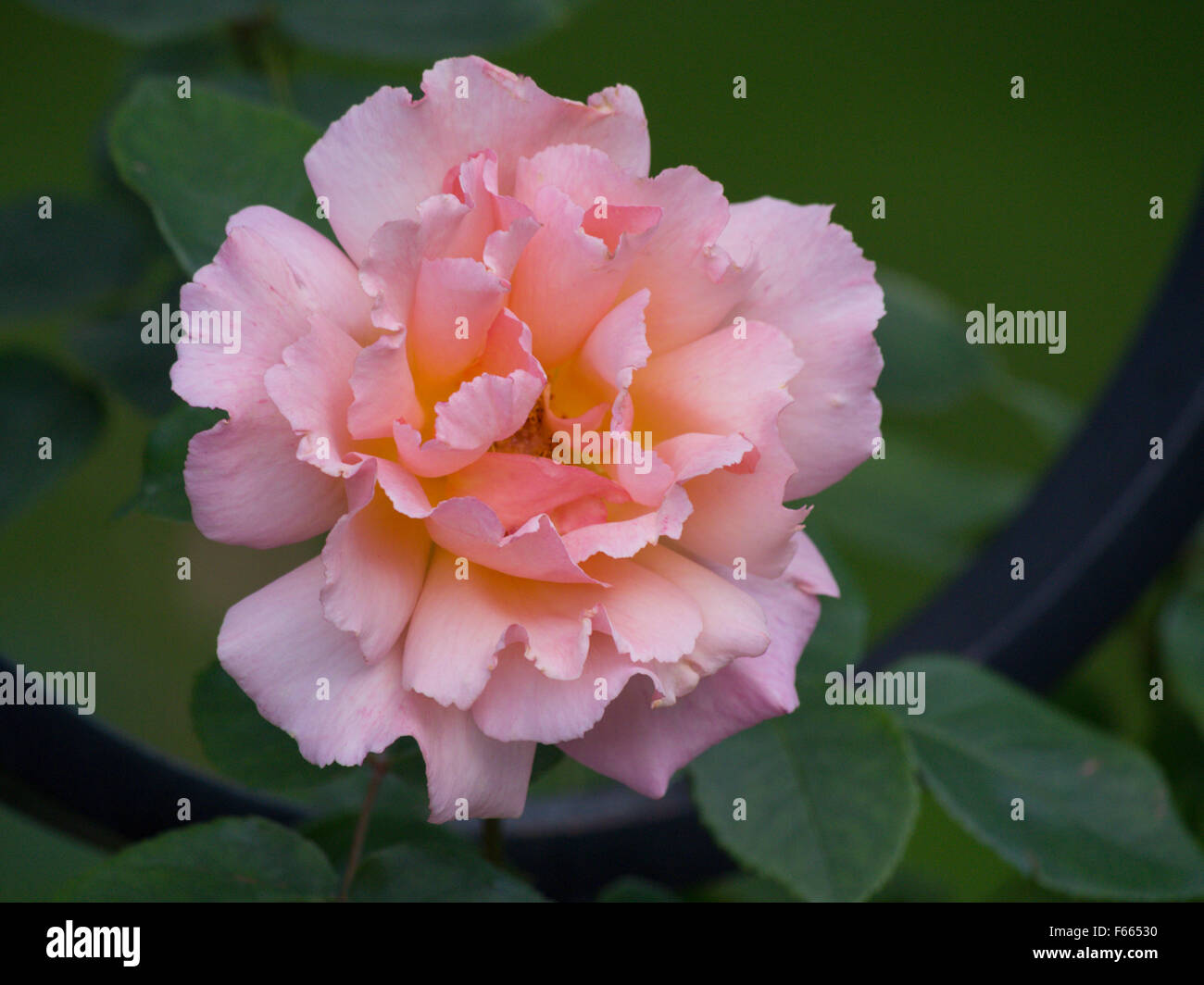 Pretty rose flower in bloom Stock Photo - Alamy