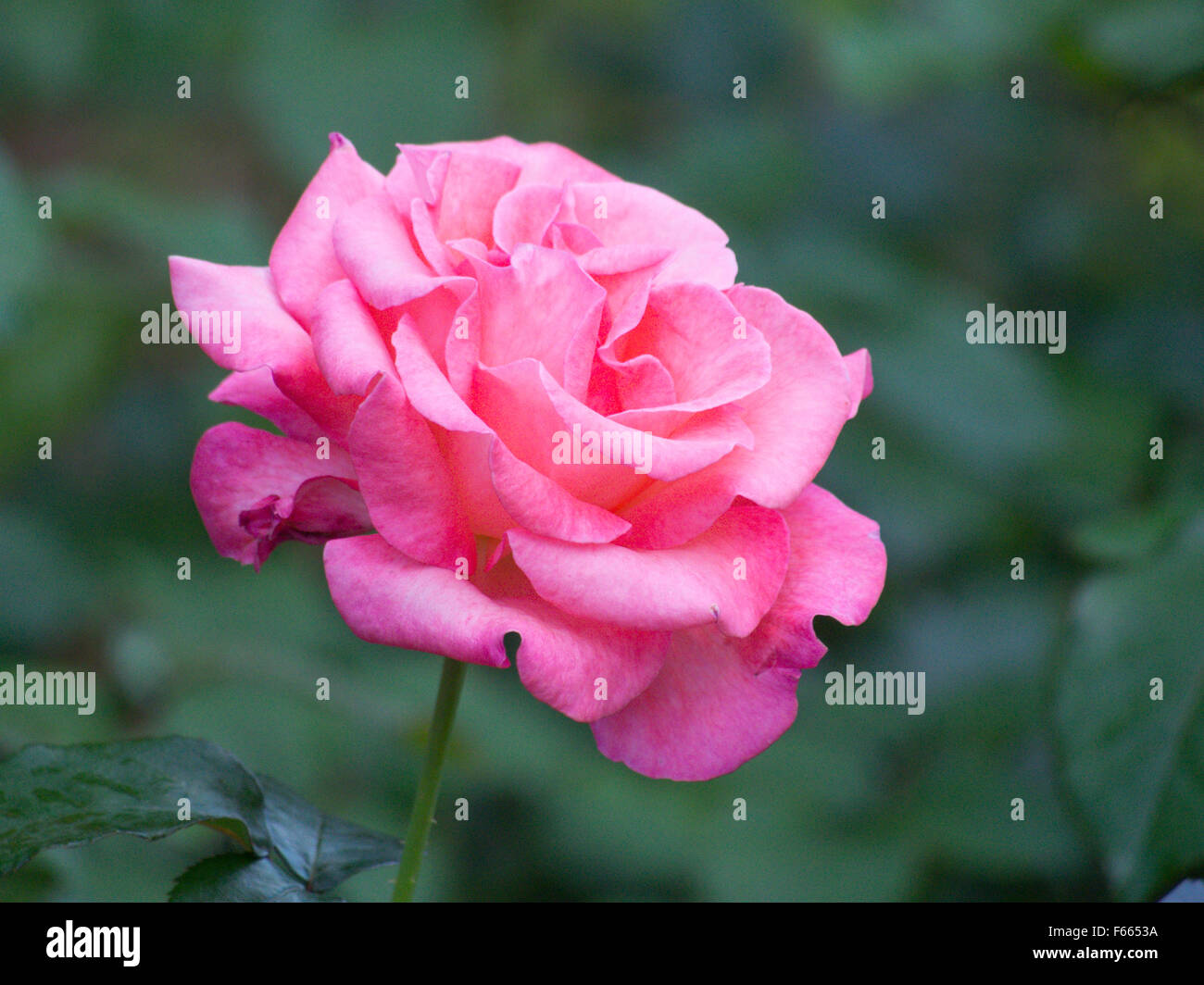 Pretty rose flower in bloom Stock Photo - Alamy