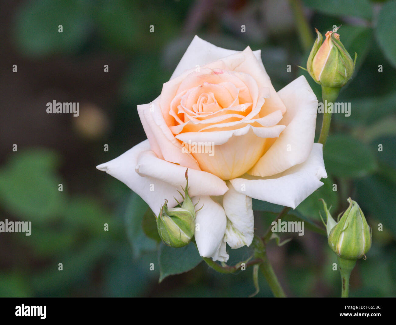 Pretty rose flower in bloom Stock Photo - Alamy