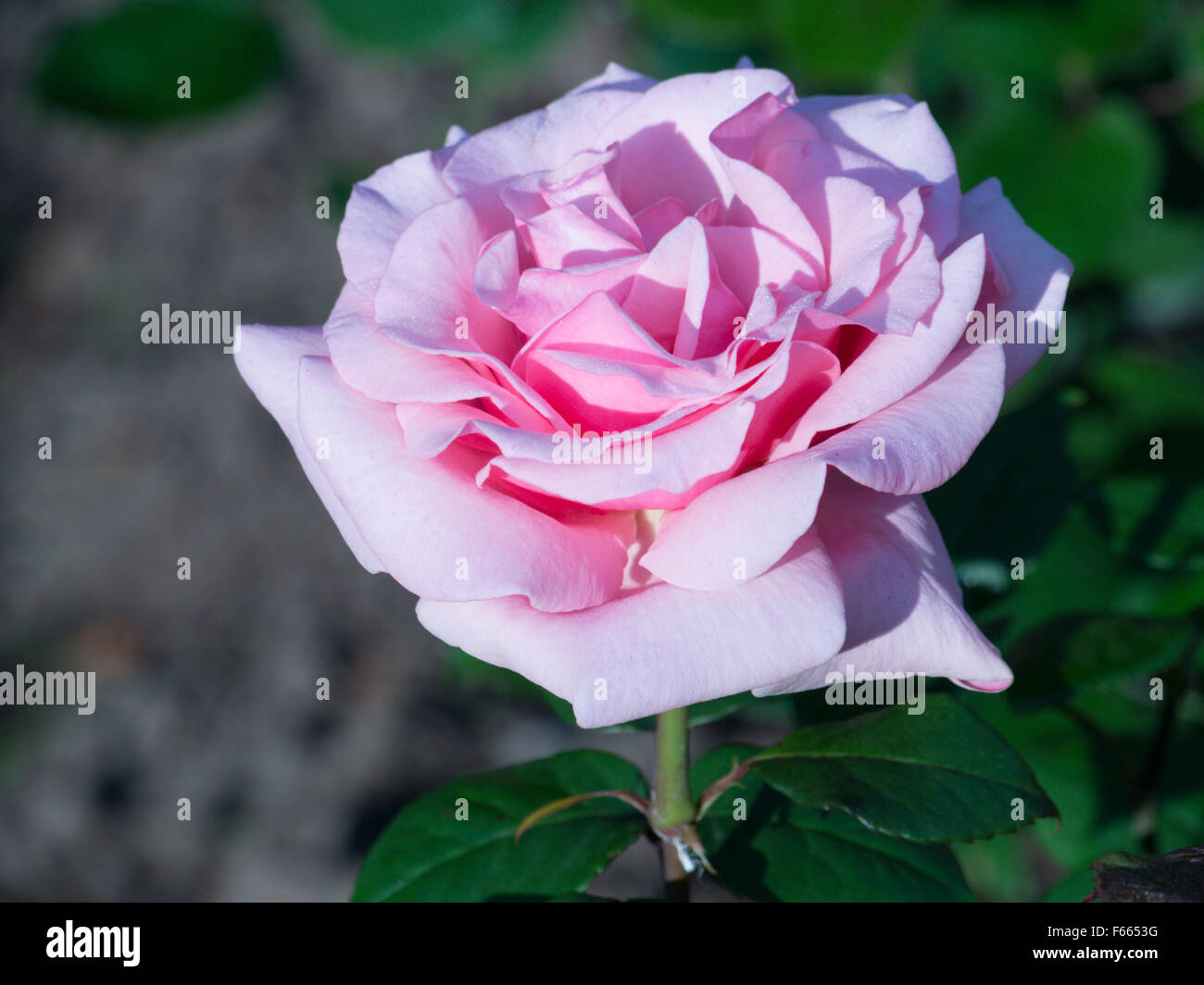 Pretty rose flower in bloom Stock Photo - Alamy