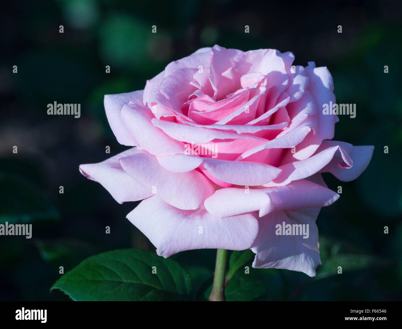 Pretty rose flower in bloom Stock Photo - Alamy