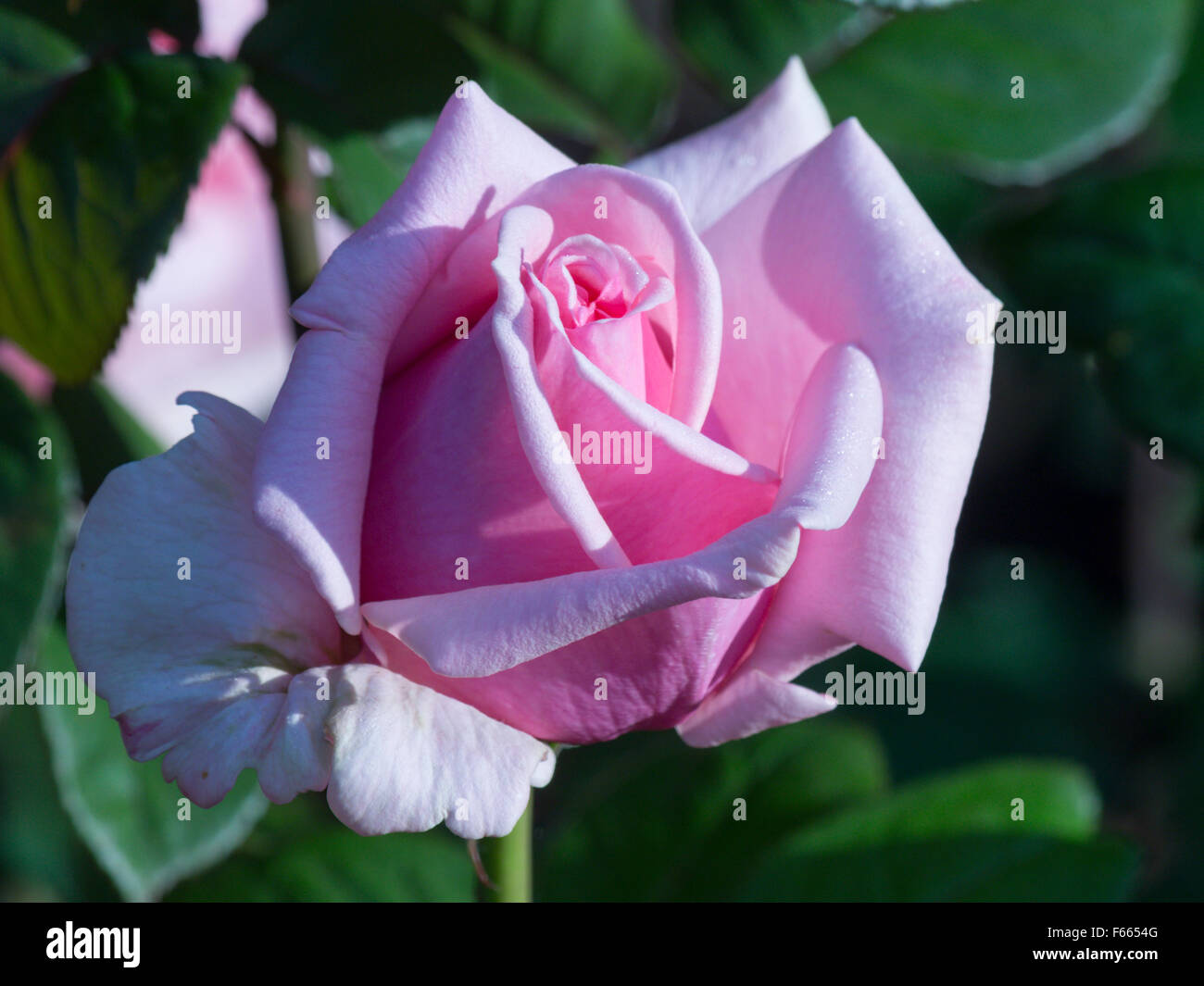 Pretty rose flower in bloom Stock Photo - Alamy
