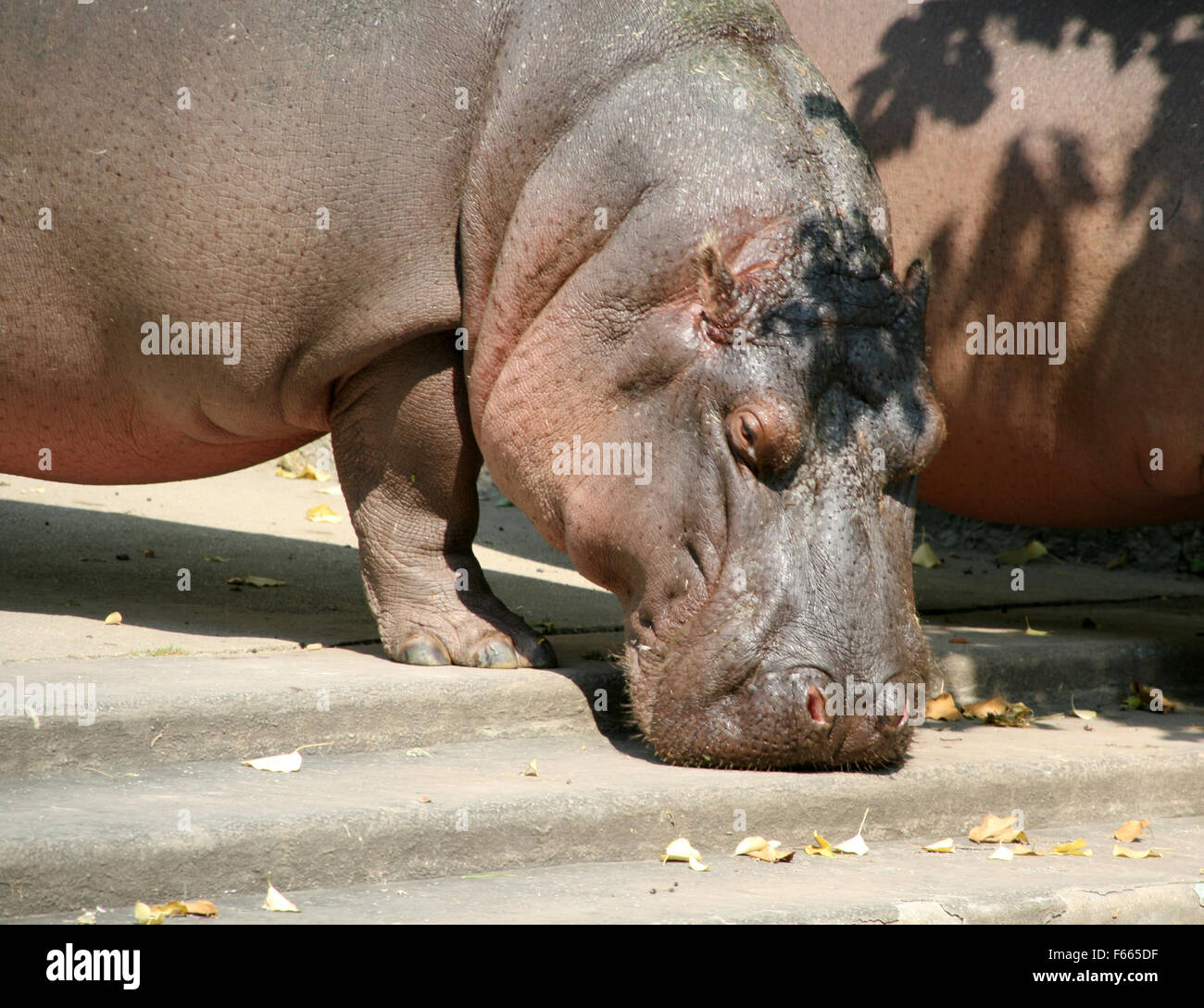 Big hippopotamus looking for eat in zoo Stock Photo - Alamy