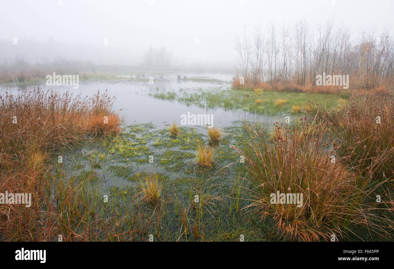 Foggy marsh, Bargerveen, Drenthe, The Netherlands Stock Photo - Alamy
