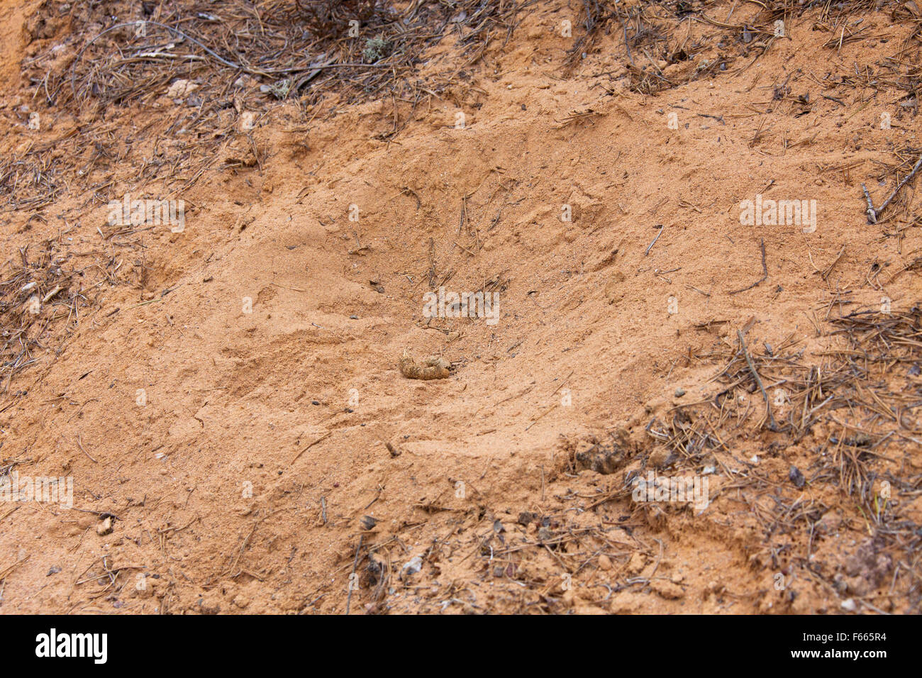 Depression in sand made by Western capercaillie (Tetrao urogallus) by ...