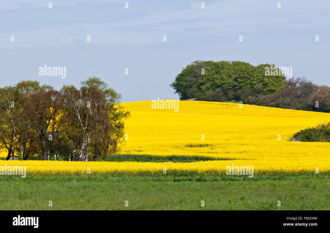 View of the yellow rolling hills and countryside. Rapeseed meadows and ...