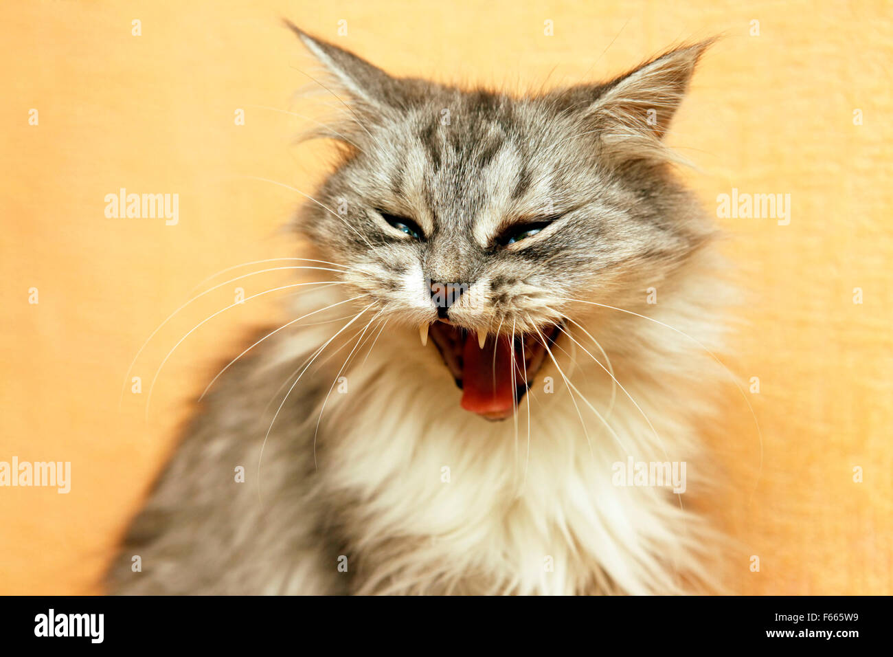 Portrait of a old grey cats Stock Photo - Alamy