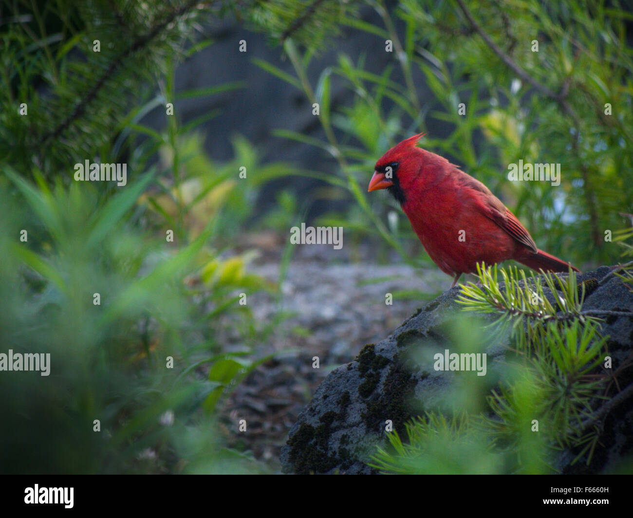 Red cardinal on rock Stock Photo - Alamy