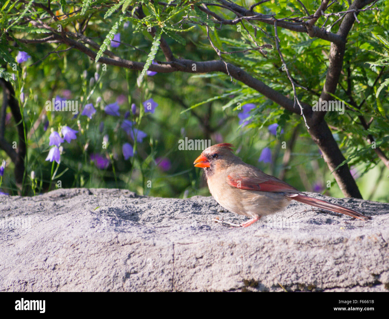 Female Cardinal on rock Stock Photo - Alamy