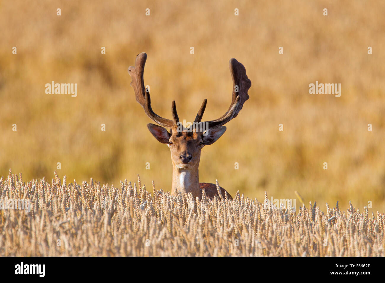 Fallow deer hi-res stock photography and images - Alamy