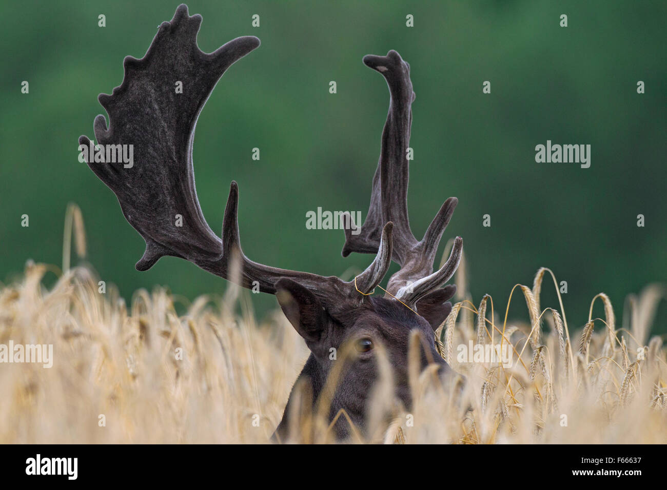 Fallow deer velvet antlers hi-res stock photography and images - Alamy