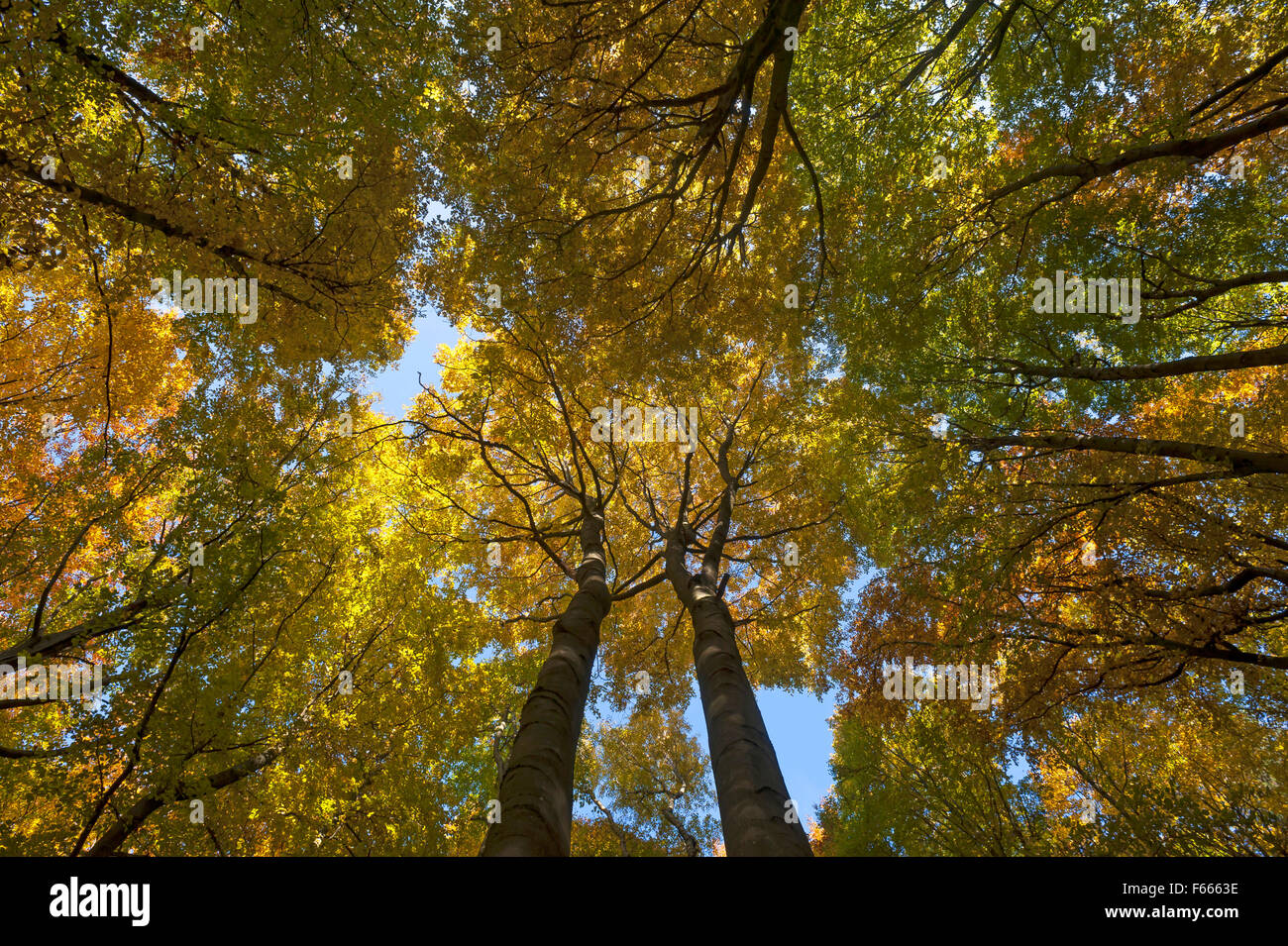 Deciduous forest with European beech (Fagus sylvatica) trees in autumn ...
