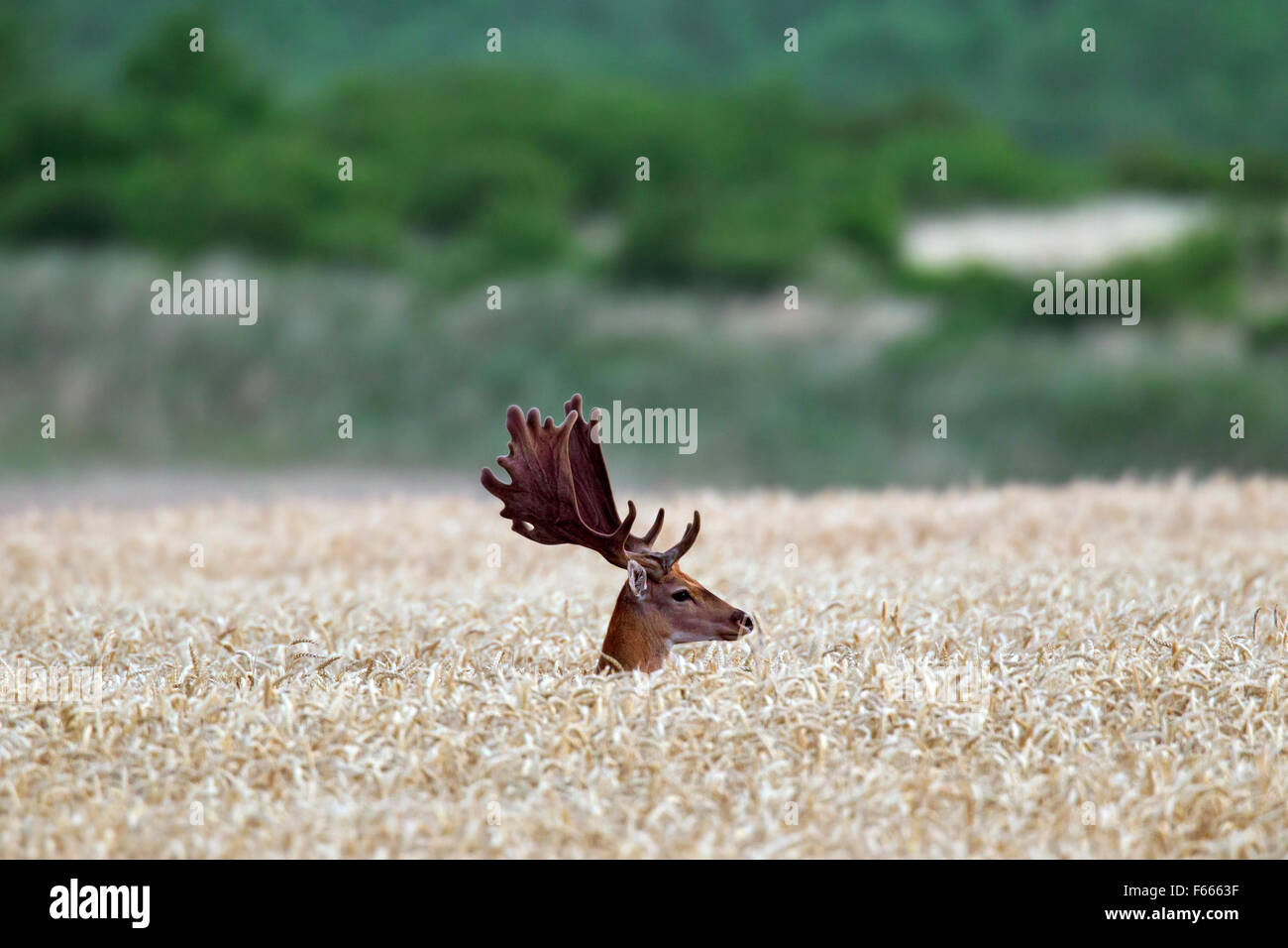 Fallow deer (Dama dama) buck with antlers covered in velvet in ...