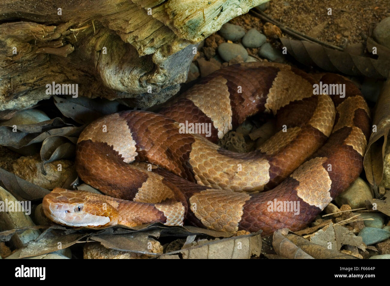 Broad banded copperhead snake hi-res stock photography and images - Alamy