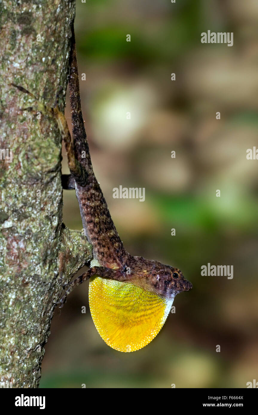 Angolfo dulce hi-res stock photography and images - Alamy