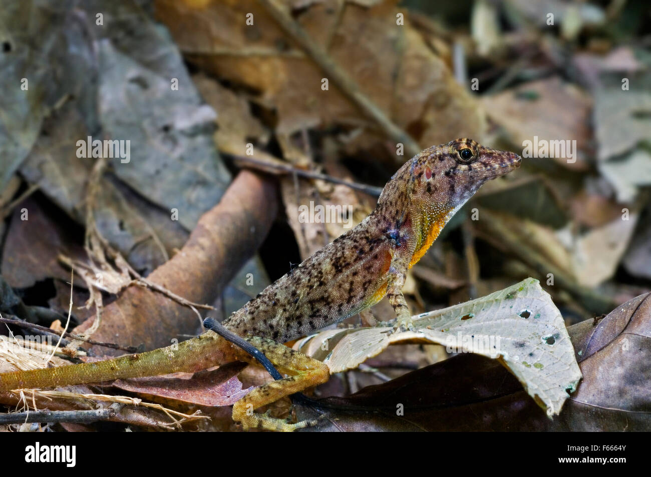 Brown anole / Golfo-Dulce anole (Norops polylepis / Anolis polylepis ...
