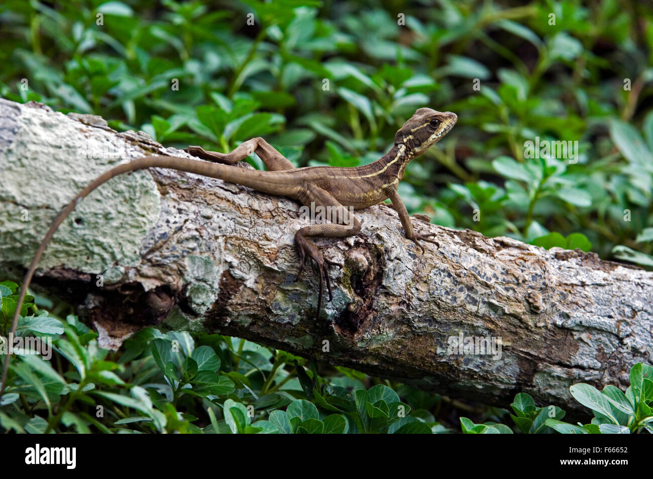 Juvenile brown basilisk / striped basilisk (Basiliscus vittatus) in ...