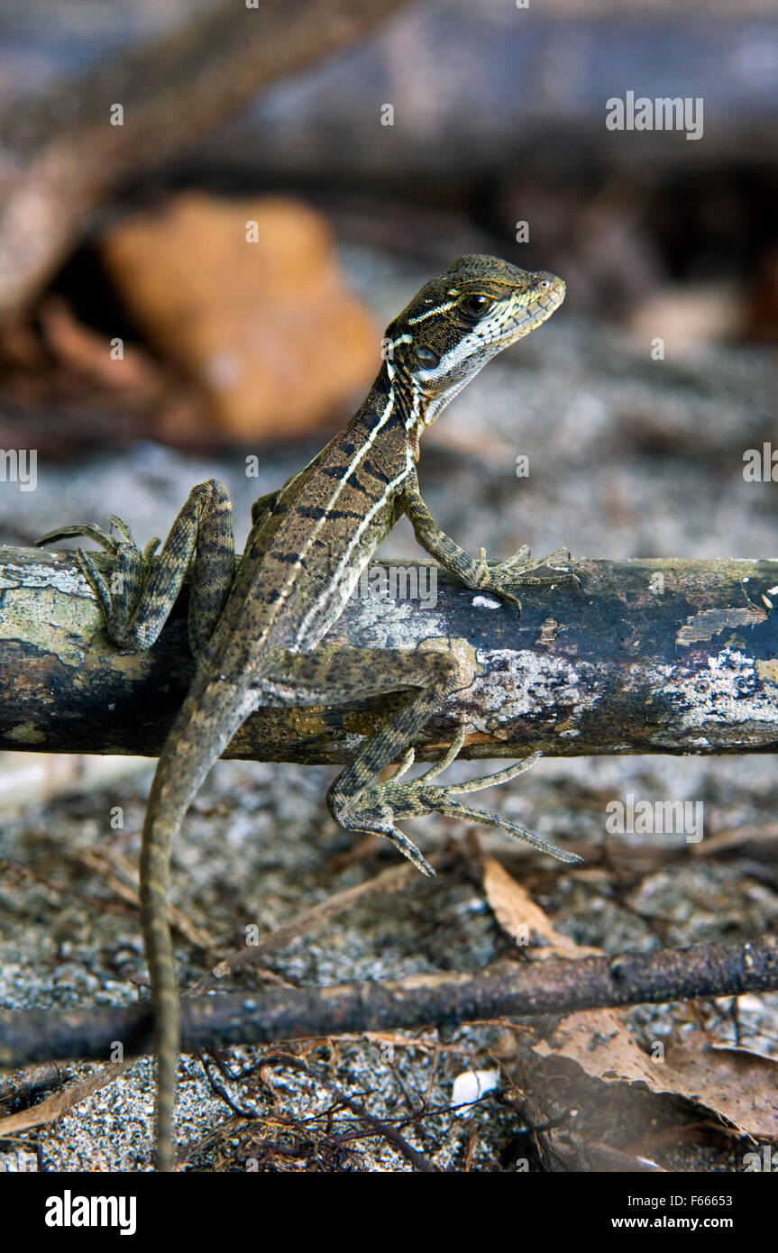 Juvenile brown basilisk / striped basilisk (Basiliscus vittatus) in ...