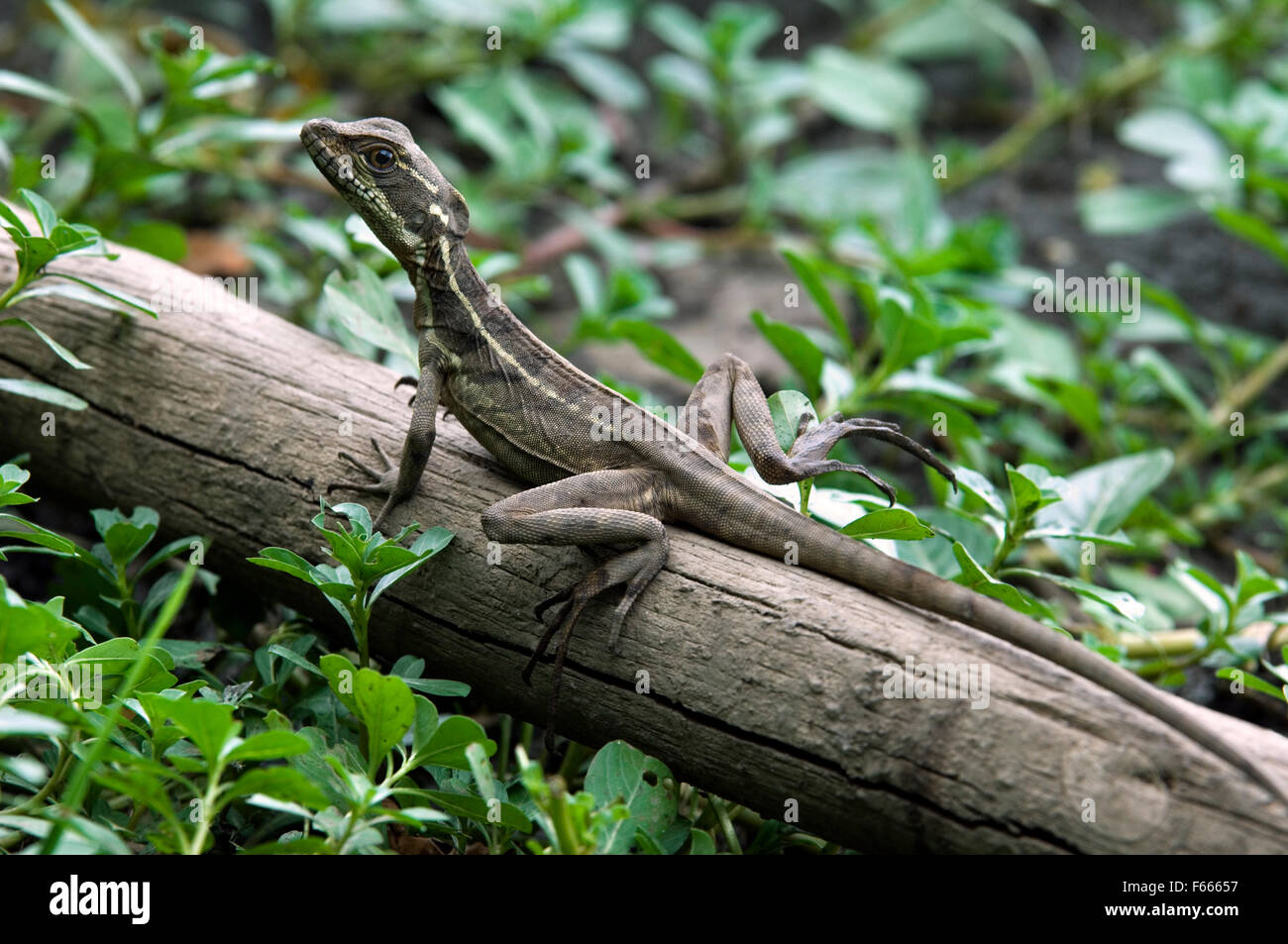 Striped lizards hi-res stock photography and images - Alamy